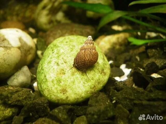 Улитка Меланья Гранифера