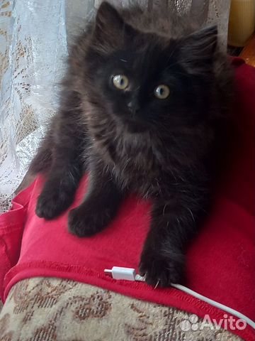 Черный пушистый котенок