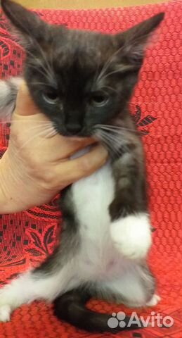 Котодевочка 2 мес