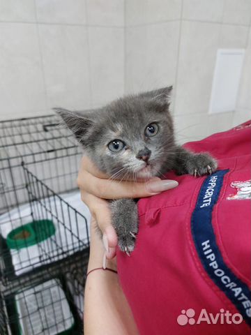 Жутко умный котенок ищет дом