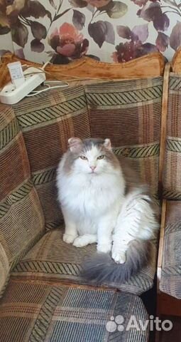 Кот в надёжные руки