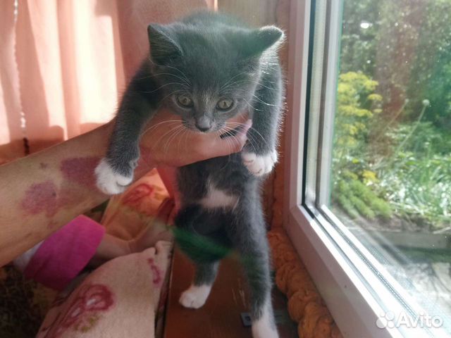 Кошка