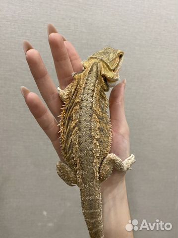 Бородатая агама