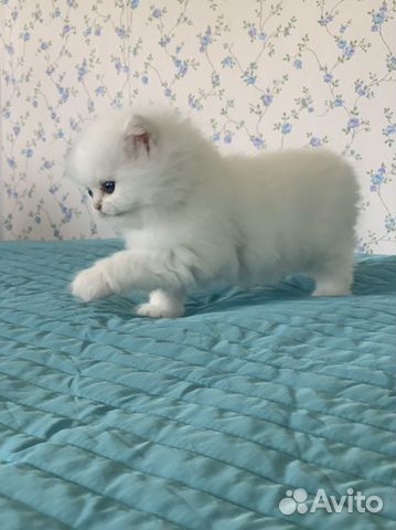 Британские котята