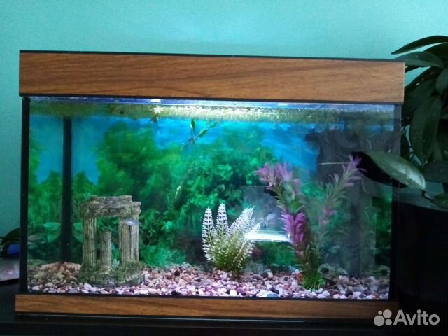 Аквариум 30 литров размеры дли 50*шир. 20* выс. 35