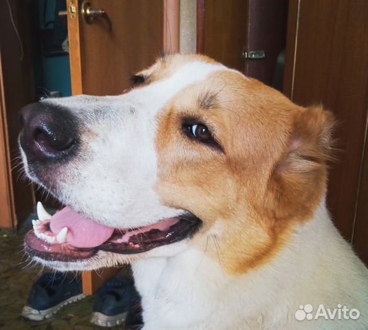 Самая красивая и умная алабака в мире