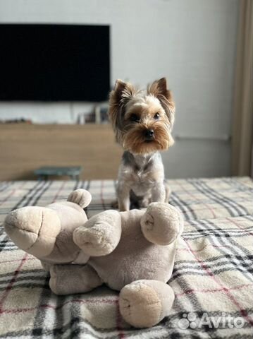 Йоркширский терьер