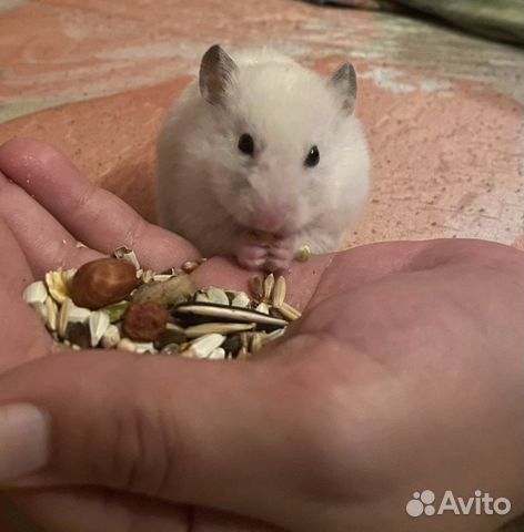 Сирийский хомяк в добрые руки