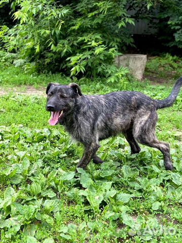 Терьеристая собака