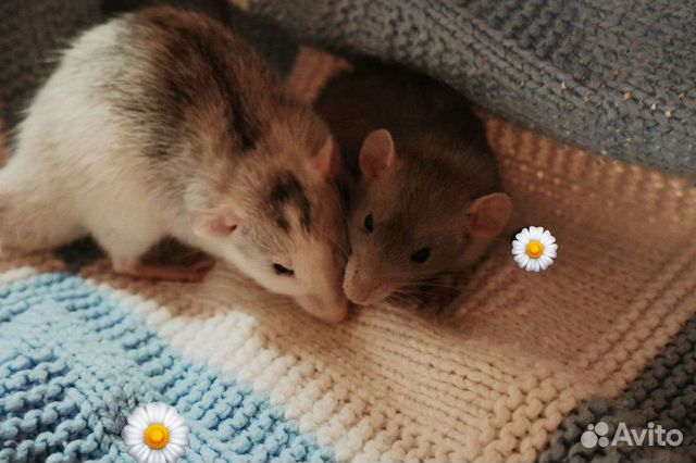 Крыски дамбо с клеткой, поилкой и кормом