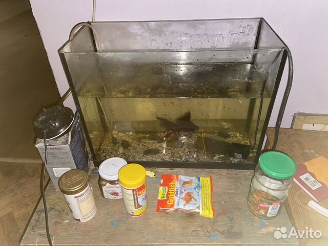 Бесплатный аквариум, телескоп и сом