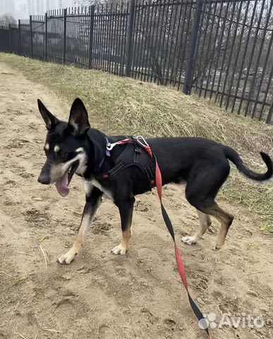 Пес замерзнет зимой в приюте Спасите