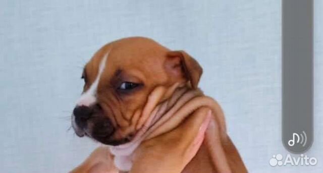 Стаффордширский терьер