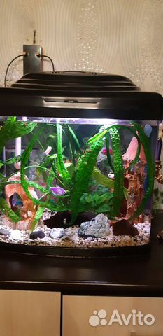 Аквариумистика