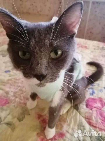 Кошка в добрые руки