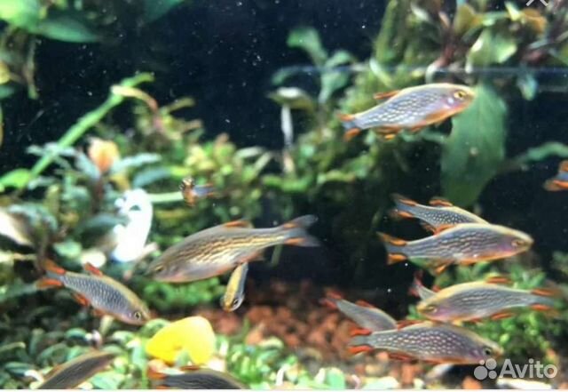 Микрорасбора Галактика