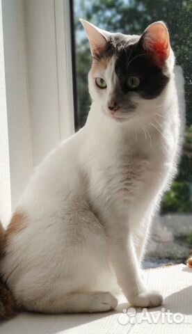 Особенная кошка