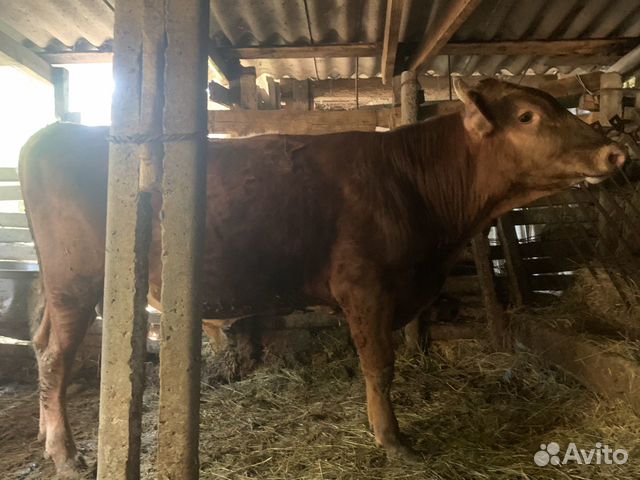 Бык 1 год
