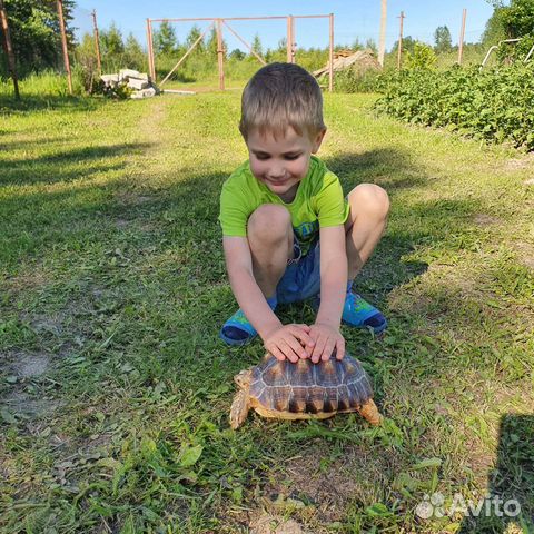 Черепаха сухопутная, шпороносная