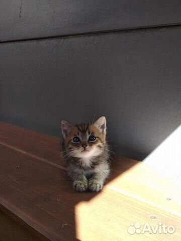 Котята в добрые руки бесплатно