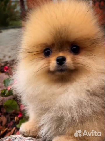 Шпиц девочка конфеточка