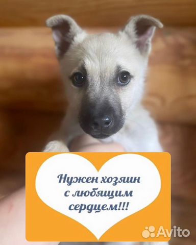 Щенок в добрые руки