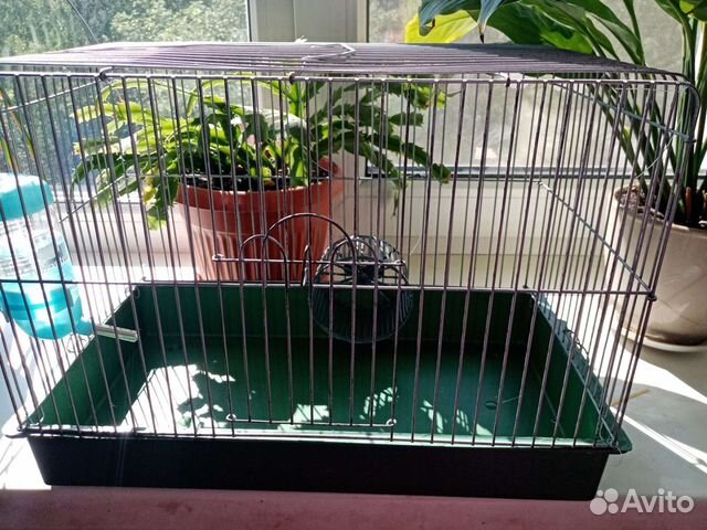 Джунгарский хомяк девочка и мальчик