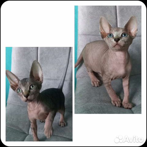 Канадский сфинкс девочки