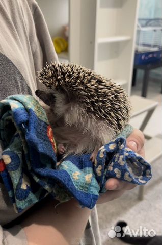 Африканский карликовый еж