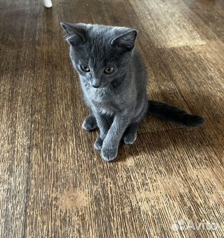 Котята без породы