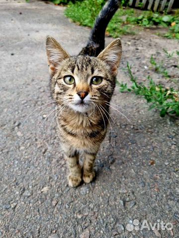 Котенок