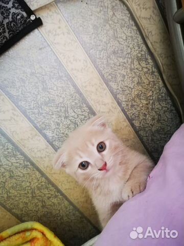 Красивый котёнок