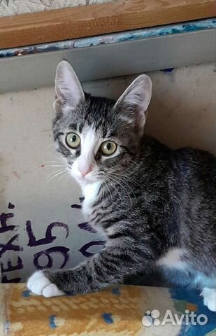 Очаровательный котенок девочка 4 месяца