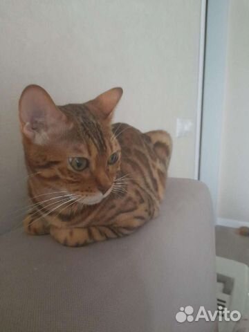 Бенгальская кошка