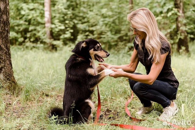 Собака в добрые руки отдам бесплатно