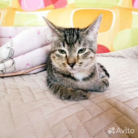 Котёнок Гоша