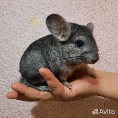 Шиншилла мальчик серый