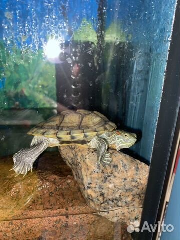 Красноухая черепаха бесплатно