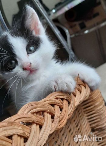 Котёнок Барсик в добрые руки