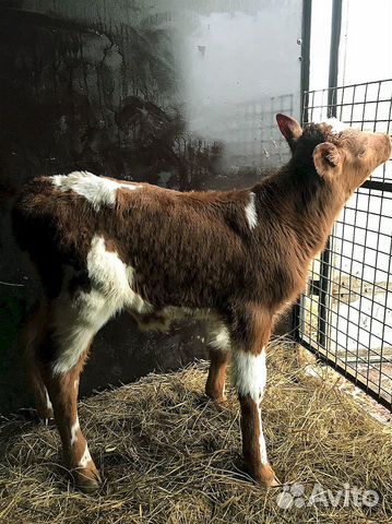 Телята телочки бычки