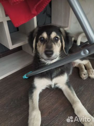 Щенок(кобель)