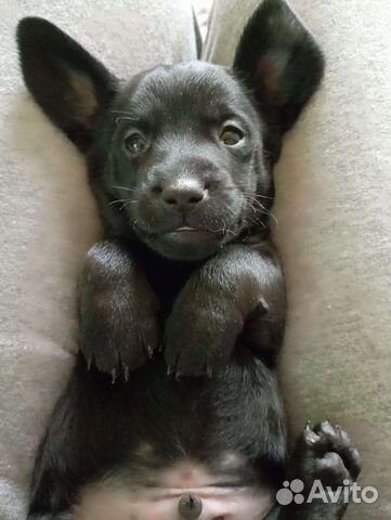 Щенки комнатной породы