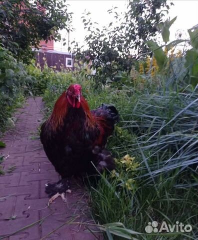 Куры, петухи, цыплята брама