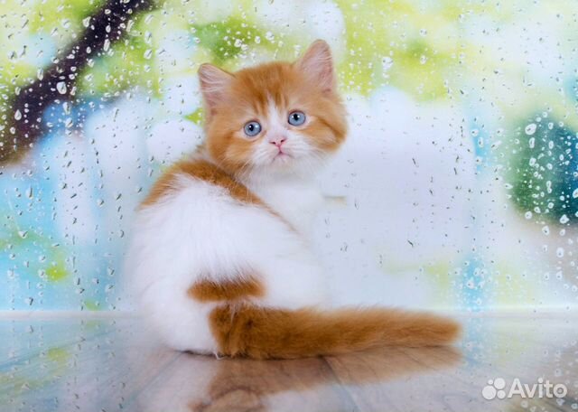 Шикарный британский котенок редкого окраса