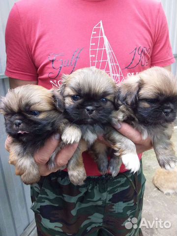 Щенки пекинеса