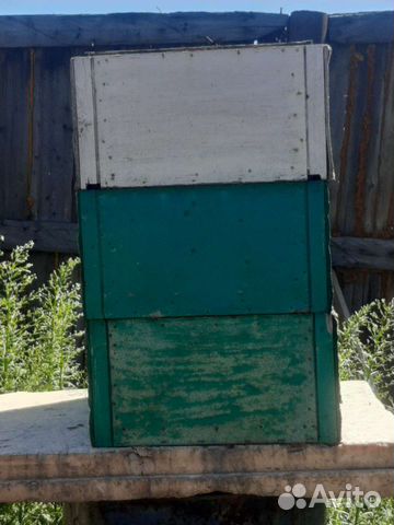 Пчелы