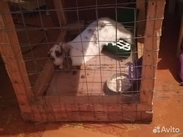 Вязка кроликов