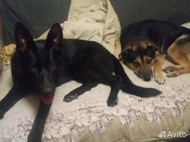 Немка. В хорошие руки