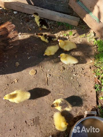 Домашняя птица