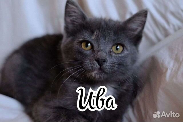 Русская голубая